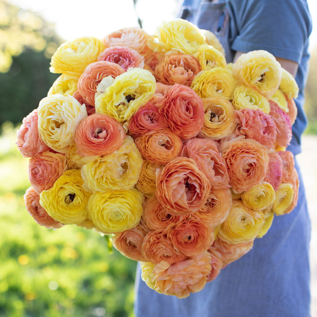 Ranunculus Amandine Pastel Lemon – Floret Library