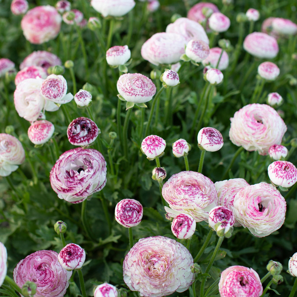Ranunculus La Belle White Picotee – Floret Library