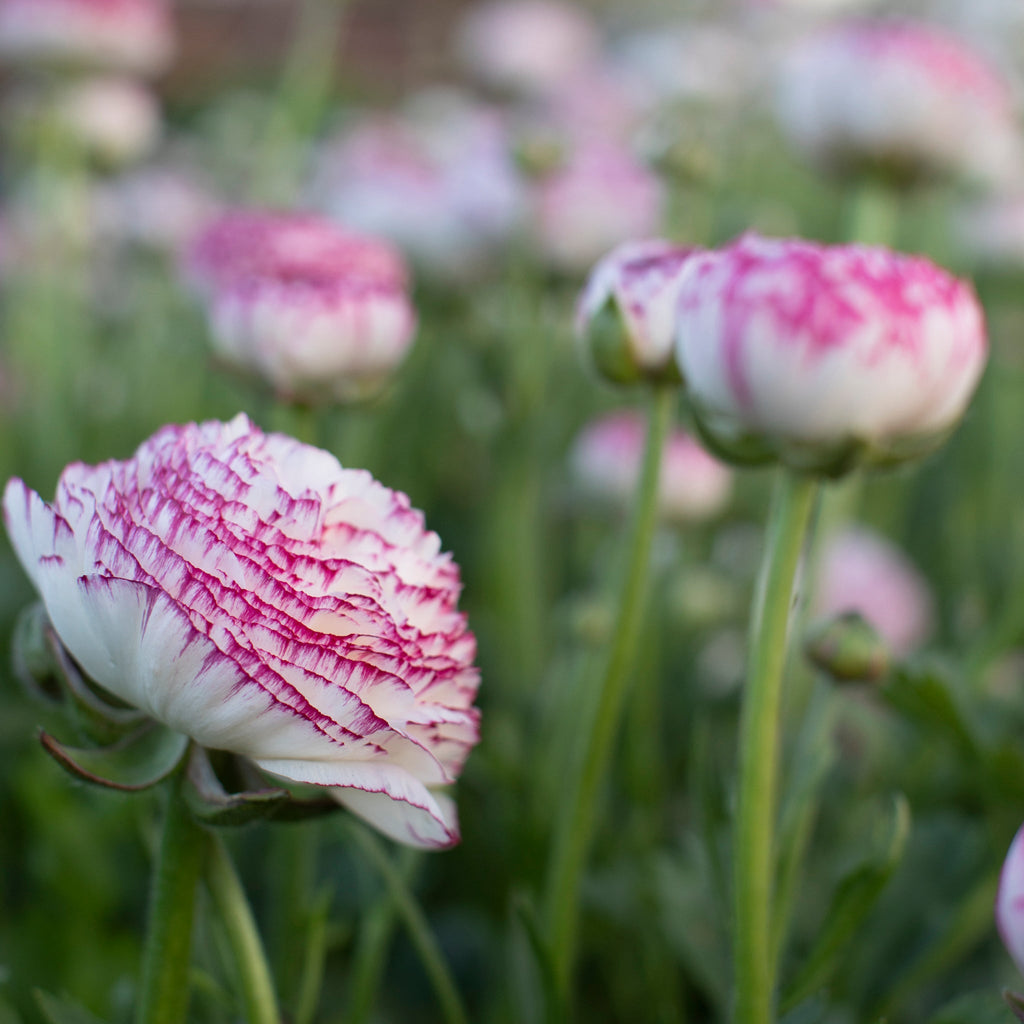 Ranunculus La Belle White Picotee – Floret Library