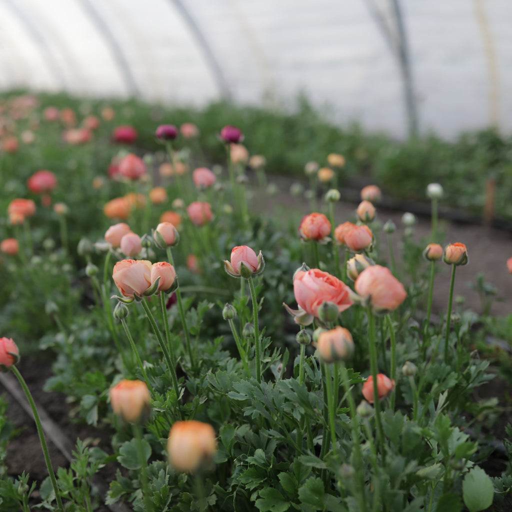 Ranunculus Amandine Salmon – Floret Library