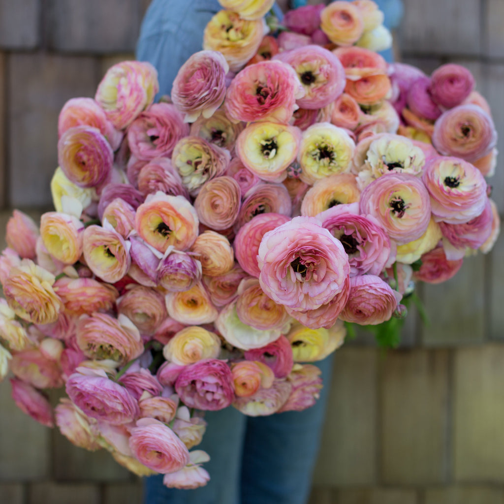 Ranunculus La Belle Pastel Mix – Floret Library