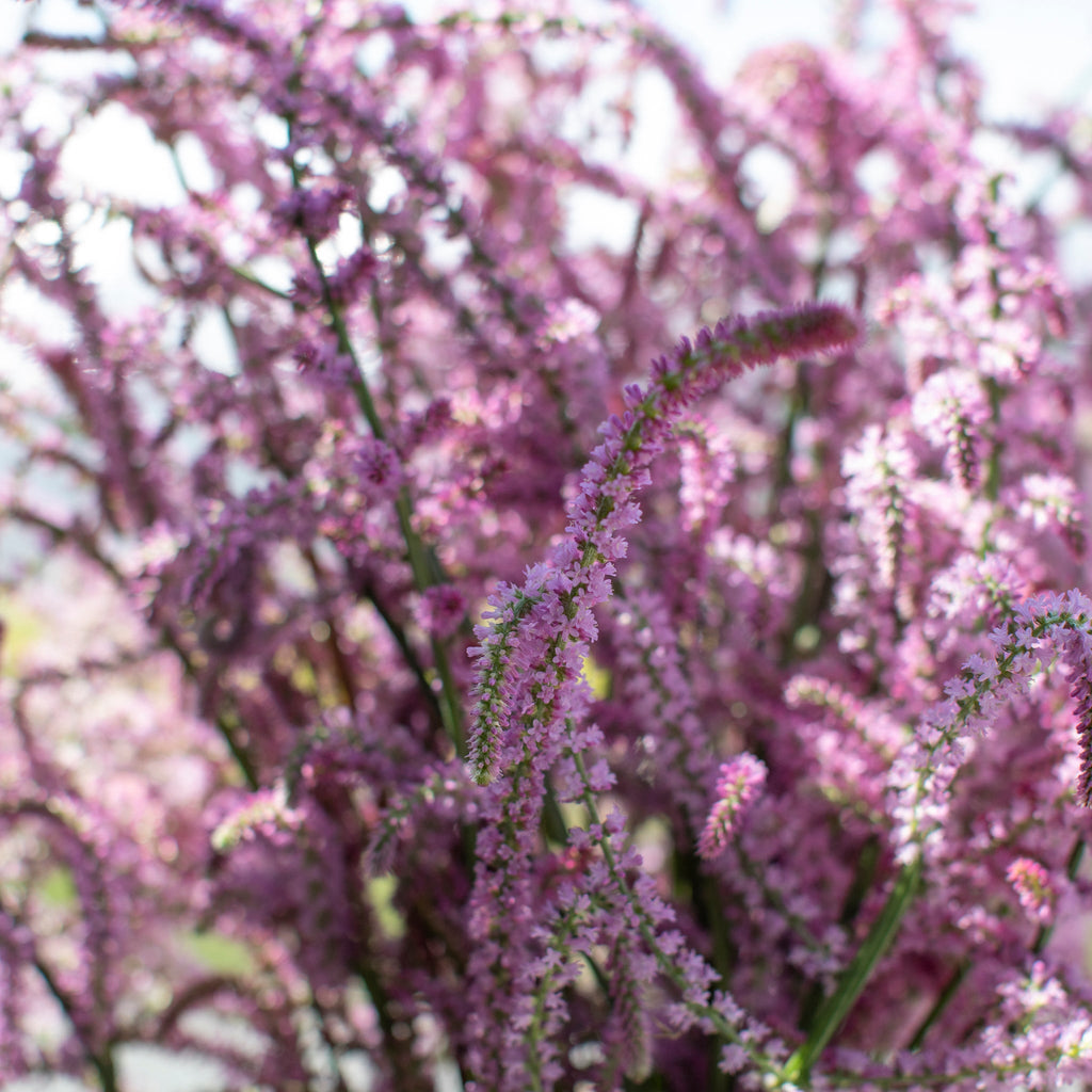 Statice Rat Tail – Floret Library