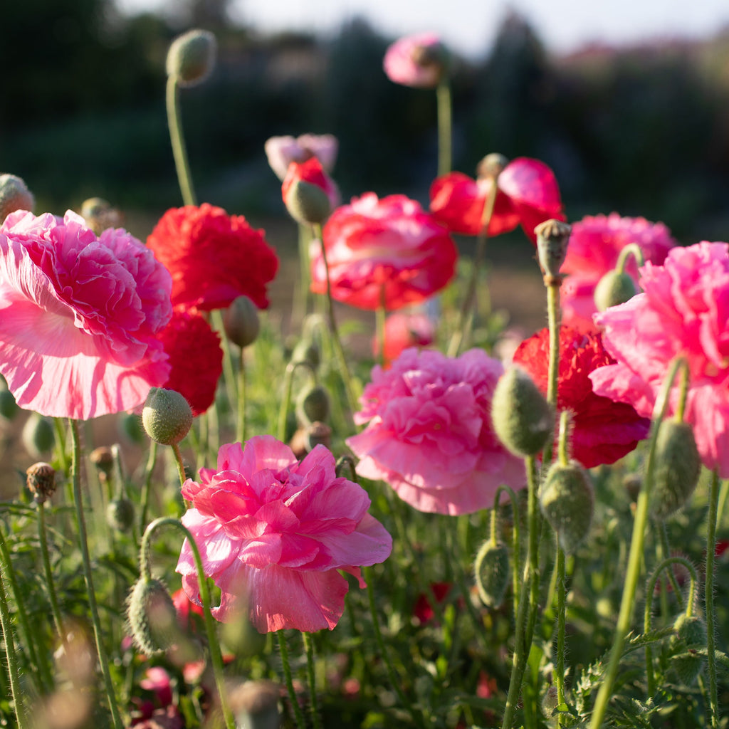 Shirley Poppy Supreme – Floret Library