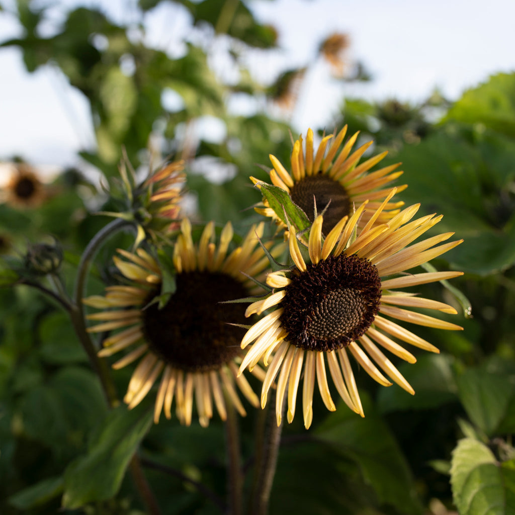 Sunflower Sparky – Floret Library