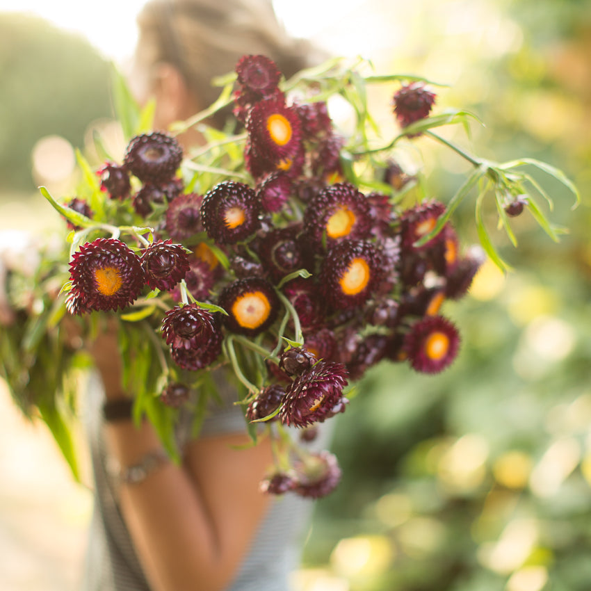 Strawflower Dragon Fire – Floret Library