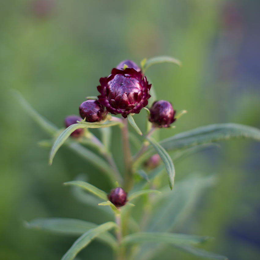 Strawflower Dragon Fire – Floret Library