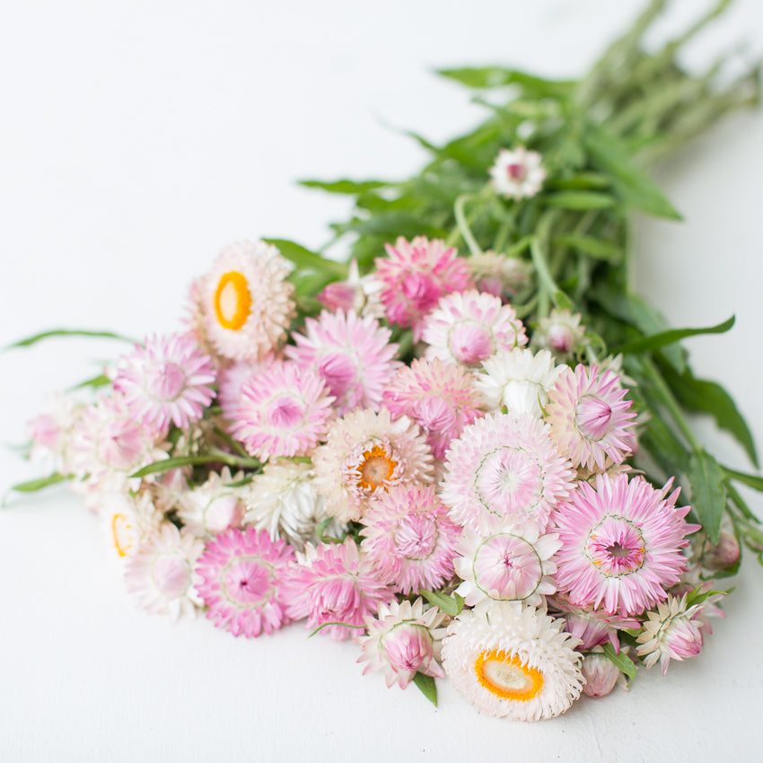 Strawflower Silvery Rose – Floret Library