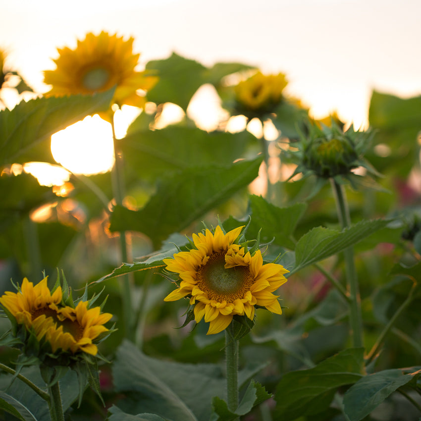 Sunflower ProCut Gold – Floret Library