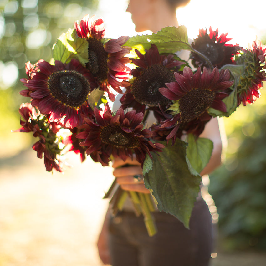 Sunflower ProCut Red – Floret Library