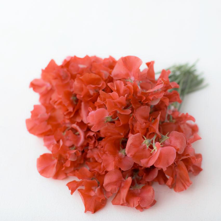 Sweet Pea Edith Flanagan – Floret Library