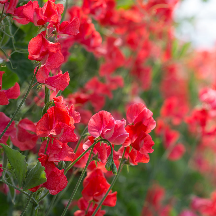 Red Flower Sweet Pea