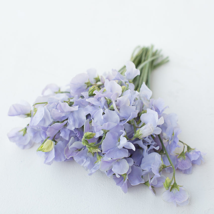 Sweet Pea Solstice Light Blue – Floret Library