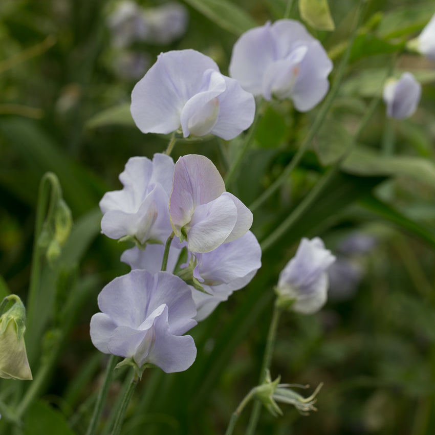Sweet Pea Solstice Light Blue – Floret Library