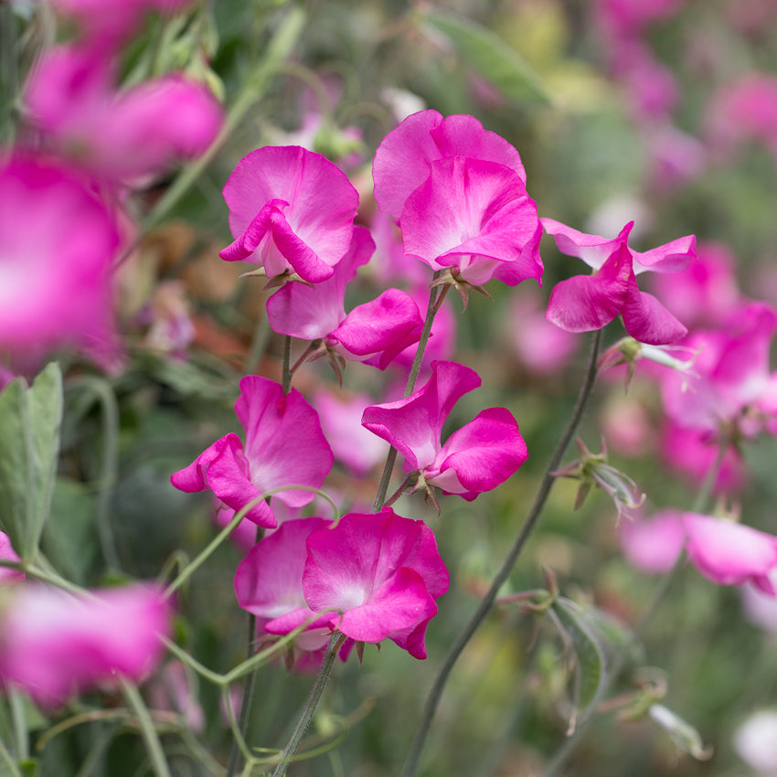 Sweet Pea Solstice Rose – Floret Library