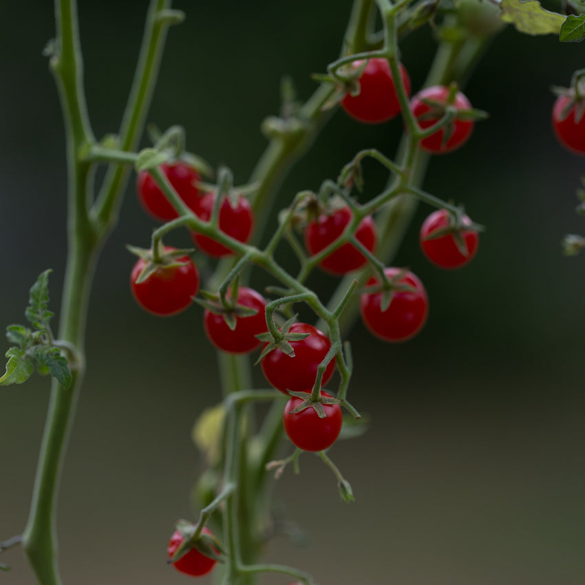 Tomato Red Currant – Floret Library
