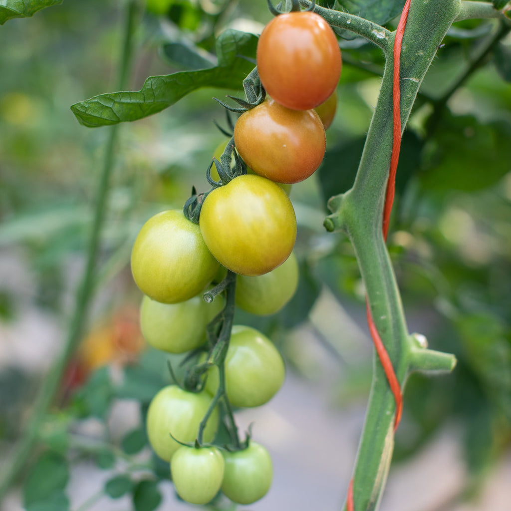 Tomato Sunpeach – Floret Library