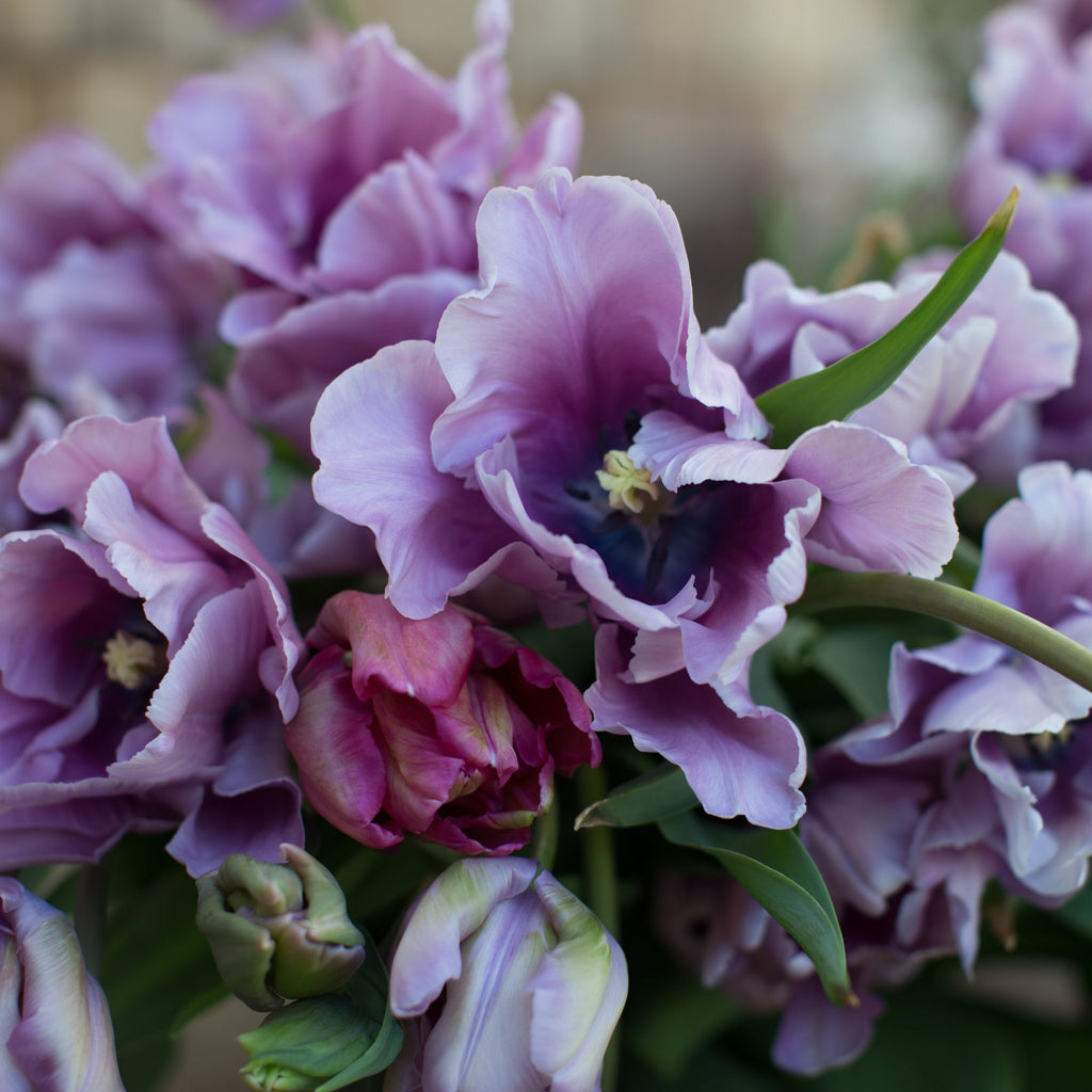 Tulip Blue Parrot – Floret Library