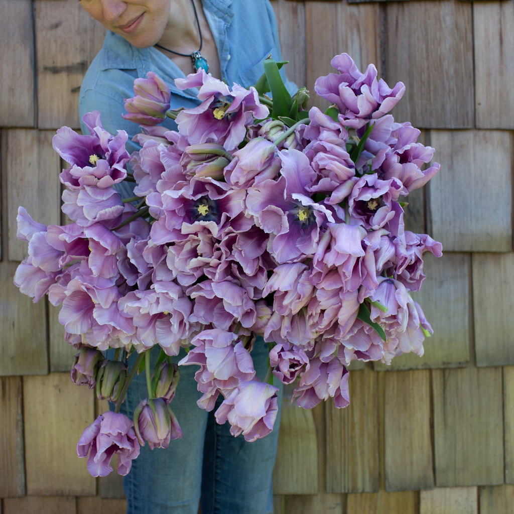 Tulip Blue Parrot – Floret Library