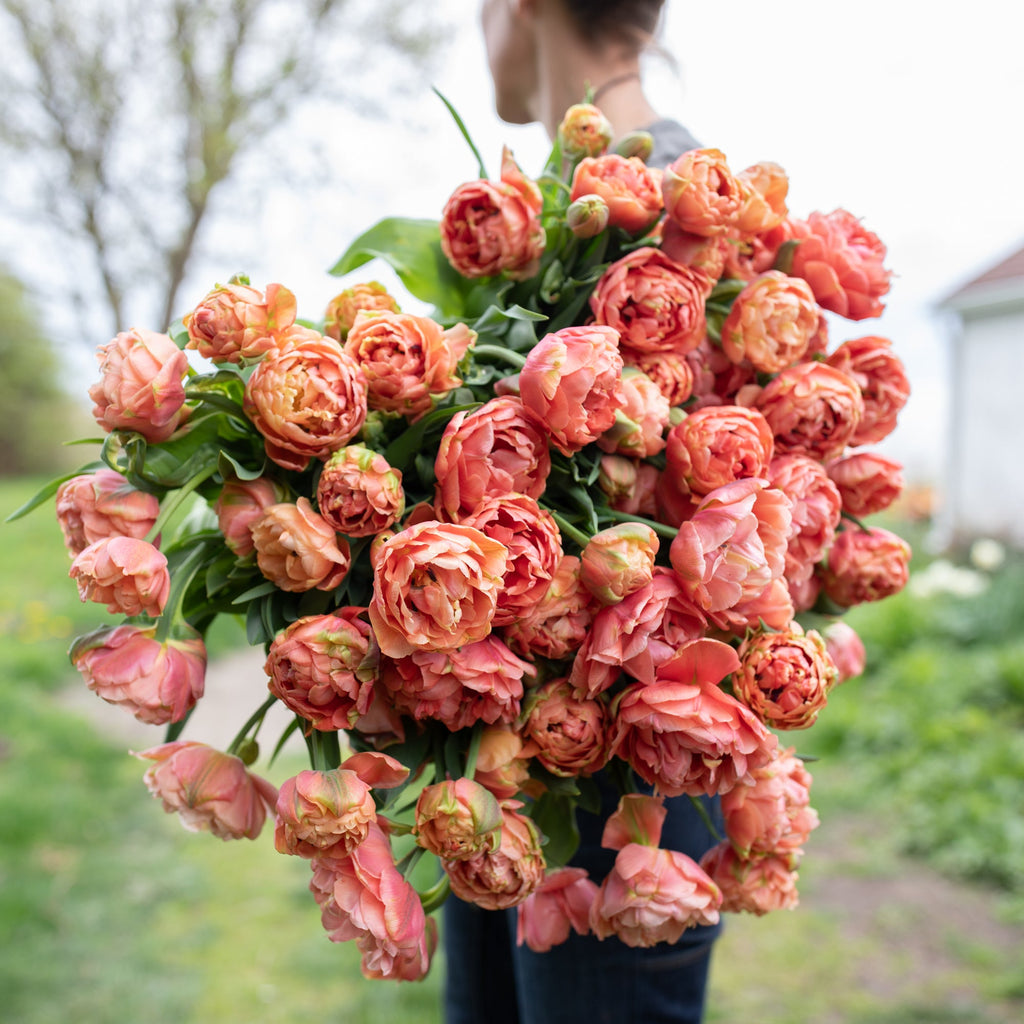 Tulip Copper Image – Floret Library