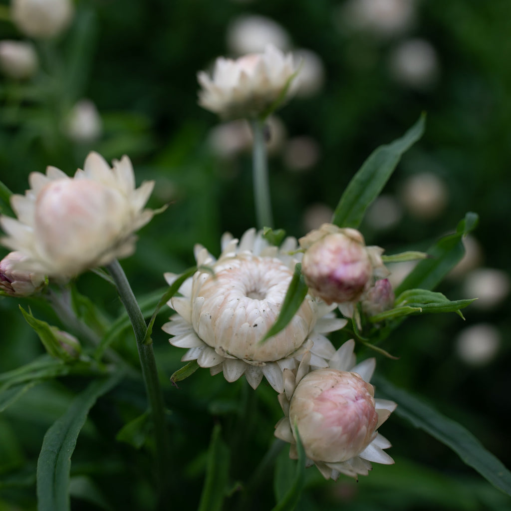 Strawflower Vintage White – Floret Library
