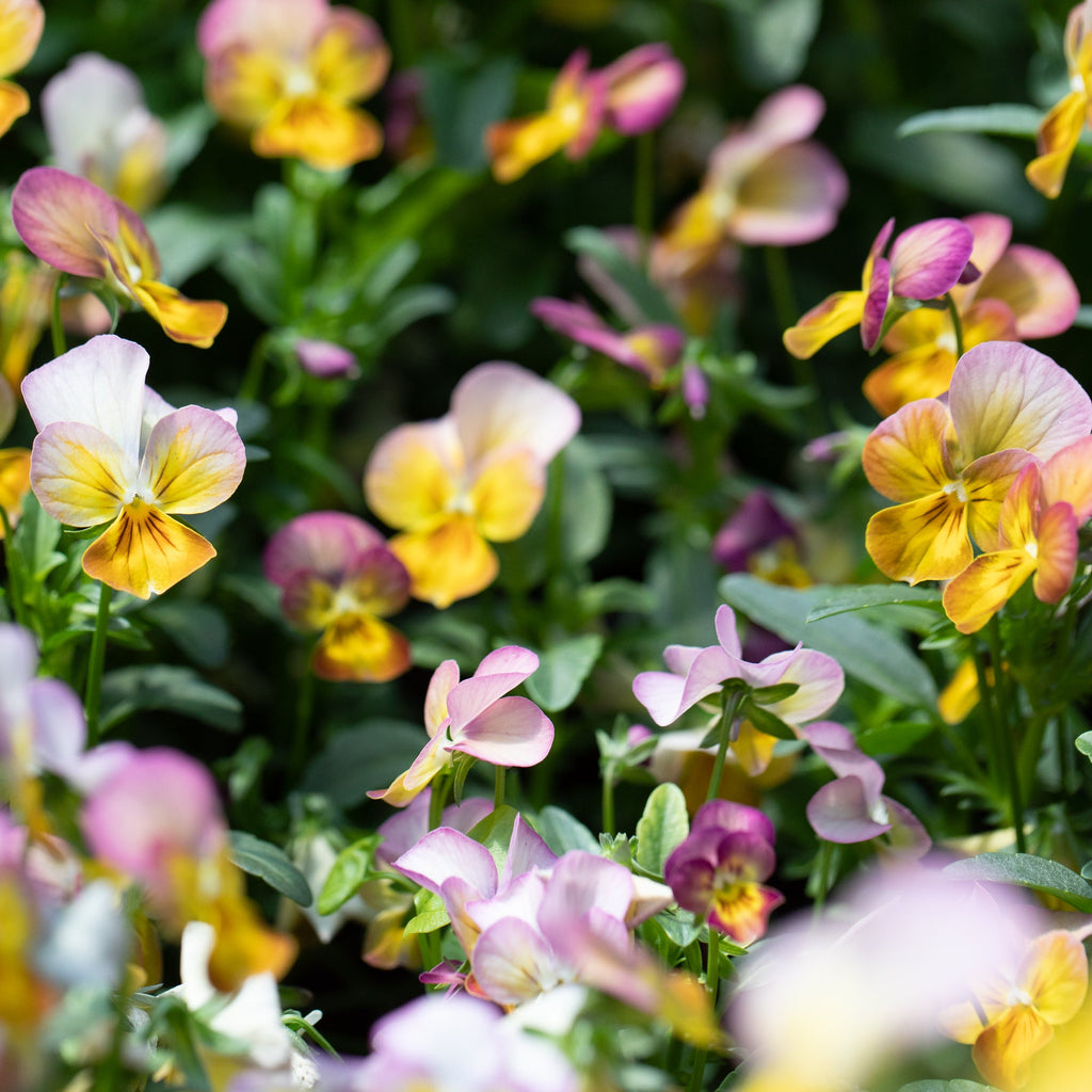 Viola Gem Apricot Antique – Floret Library