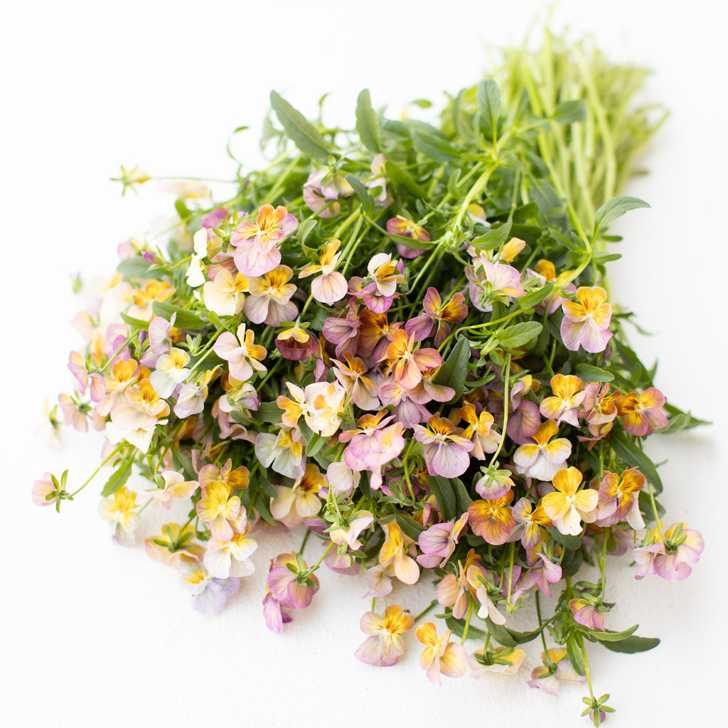 Viola Gem Apricot Antique – Floret Library